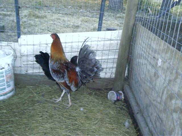 Blueface Hatch Hen