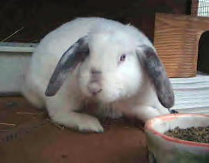 Adopt A Girl Bunny