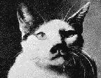 the life & times of a loser v2.1 - hitler cat