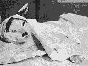 the life & times of a loser v2.1 - hitler cat