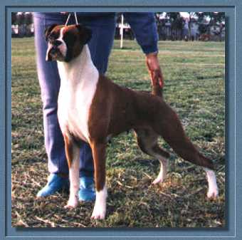 The Dogs of Loujay Boxers