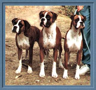 The Photo Album of Loujay Boxers