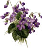 Lovely Victoriana's Violets