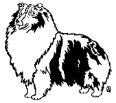 Ahh... Those Sheltie Graphics?!