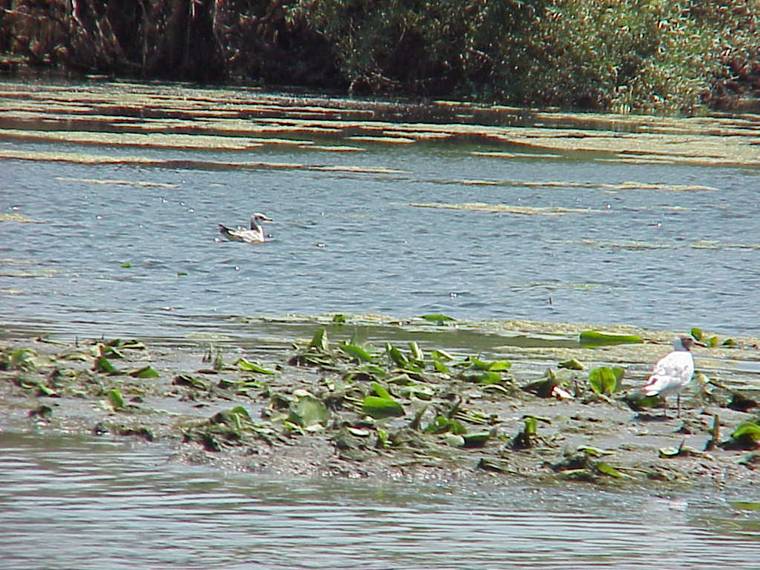 ROMANIA - Danube Delta (Natural Reservation, unique in Europe)