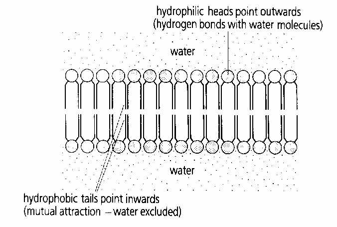 The bilipid layer
