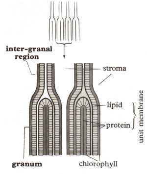 (Asopted from : Biology, A functional Approach , Low-Price Edition, 2nd ...
