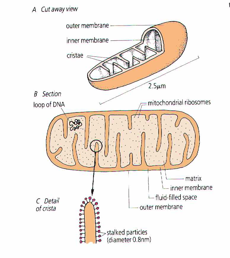 On the cristae are numerous stalked granules. It is believed that they ...