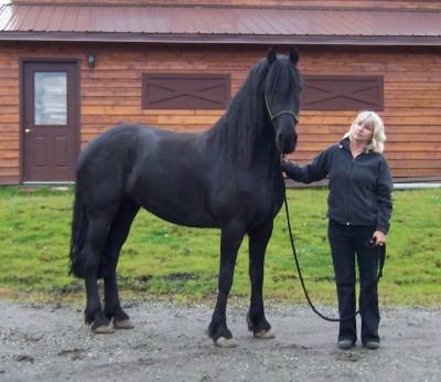 Gracewood Farm Paso Fino Horses -- Gaited Horsemanship Lessons
