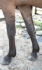 Dun Paso Fino Primitive Markings