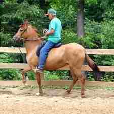 Fabulous, Famous & Fun ... Dun Paso Fino Horses... Colors