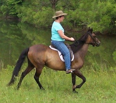 Welcome to Gracewood Farm Paso Fino Horses in New Hill, NC