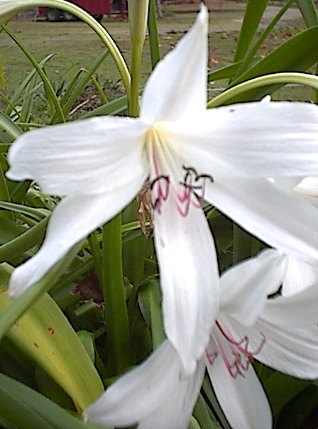 Welcome to Gracewood Farm Rural Retreat for Events and Activities