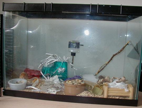 Fancy Mouse: Meeka, Reena, Naja and Jana; Egyptian Spiny Mouse: Diva