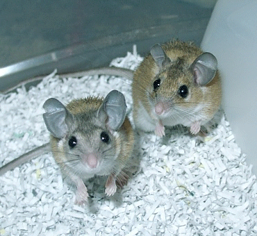 Exotic Mice
