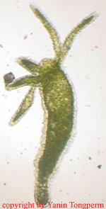 Untitled Document [www.geocities.ws]