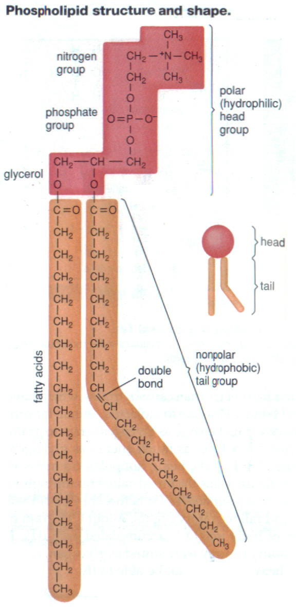 Functional Groups