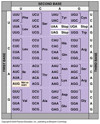 codons are three base sequences that specify the addition of a single ...