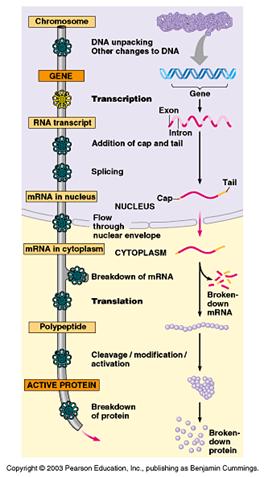 lecture notes Nov 27