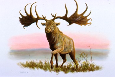 Giant Irish Elk