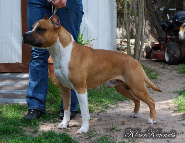 Majestic AmStaffs~MALES