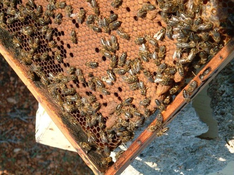 Beekeeping in Malta