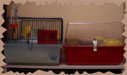 At Home With Blackie and Tuftie