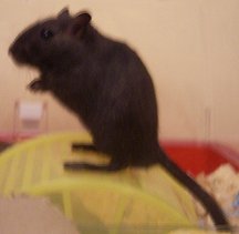 At Home With Blackie and Tuftie