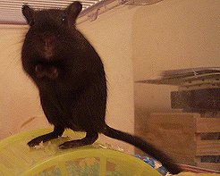 At Home With Blackie and Tuftie