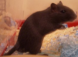 At Home With Blackie and Tuftie