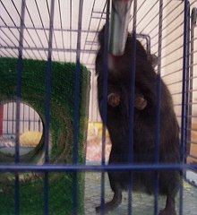 At Home With Blackie and Tuftie