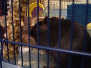 At Home With Blackie and Tuftie