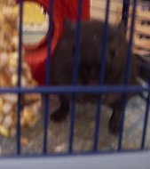 At Home With Blackie and Tuftie