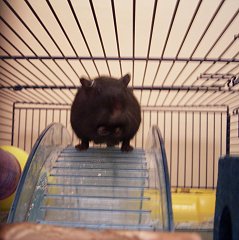 At Home With Blackie and Tuftie