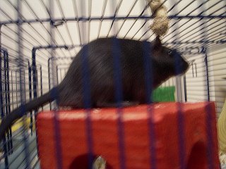 At Home With Blackie and Tuftie