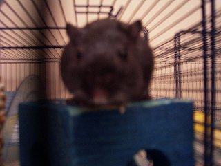 At Home With Blackie and Tuftie