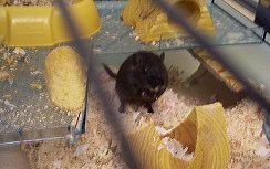 At Home With Blackie and Tuftie