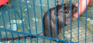 At Home With Blackie and Tuftie