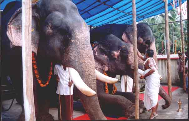 Elephants In the Temple