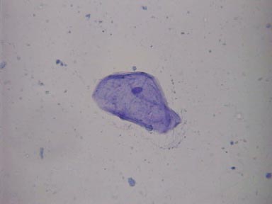 Cheek Cells 400x Stained