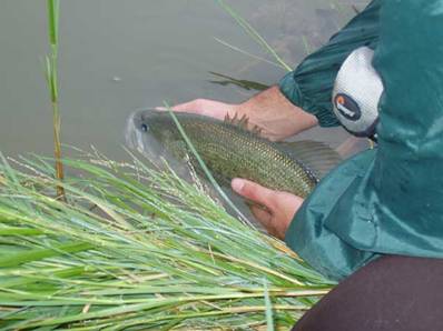 Nome vulgar: Achigã