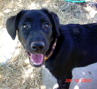 Mare's Web Page: Updates and Photos!