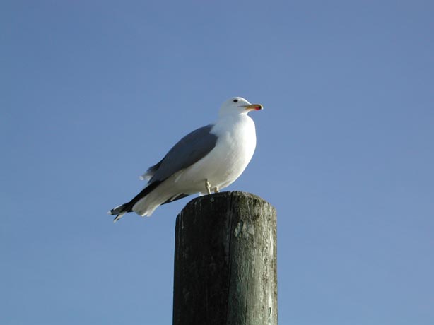 Seagull