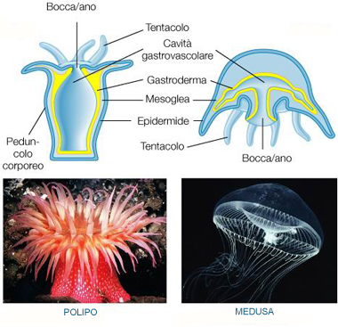 i celenterati on emaze
