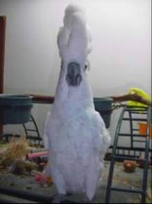 index [www.geocities.ws]