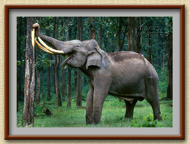images Unlimited - Nature gallery - Indian Tusker