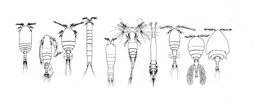 Copepods