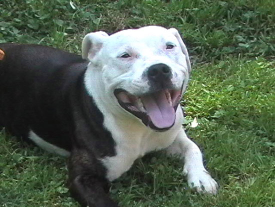 Puppy Pictures