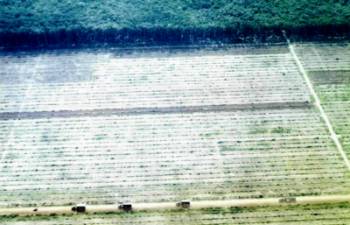 Military Police of the Vietnam War