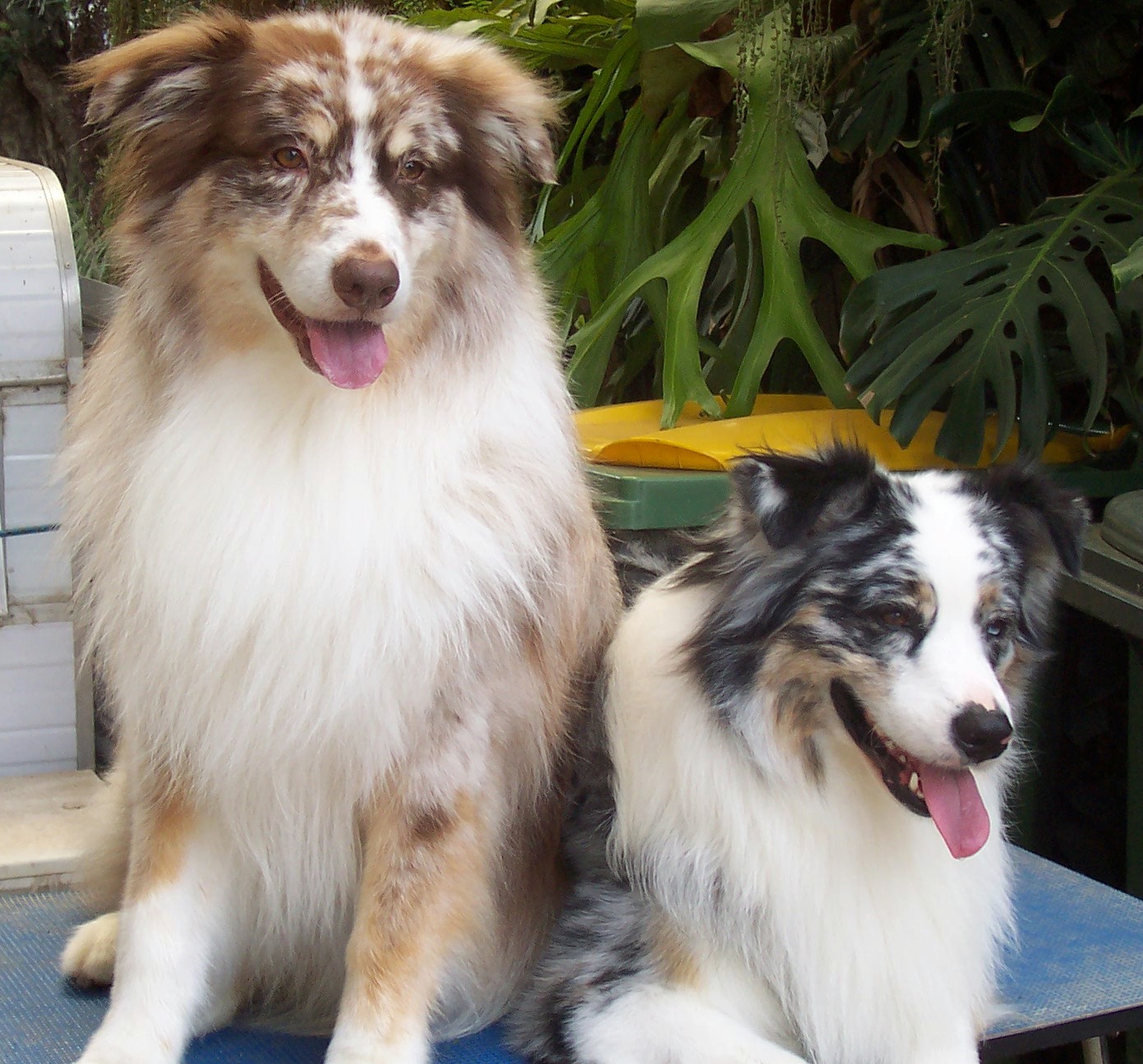 ozparaustralianshepherds
